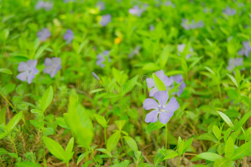 Periwinkle stock image. Image of bright, standing, male - 218716125