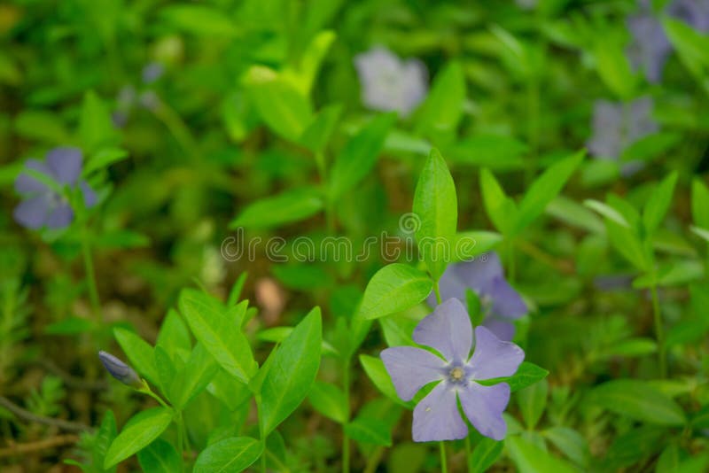 Periwinkle stock photo. Image of dodging, dense, field - 218716124