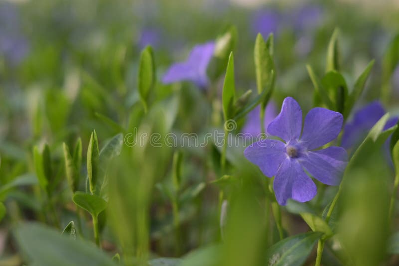 Periwinkle Flower Blooms in the Park Stock Photo - Image of botany ...