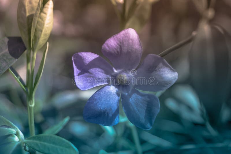 Periwinkle Flower on a Colored Background Stock Image - Image of plant ...
