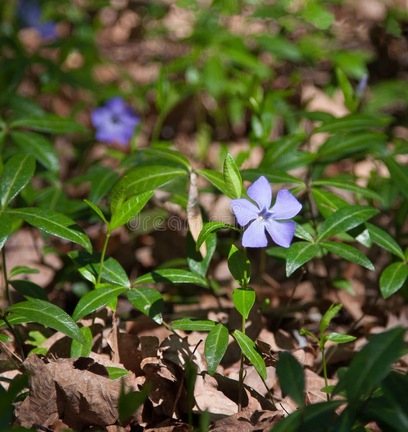 Periwinkle Flower in the Forest in the Sunny Day. Stock Image - Image ...
