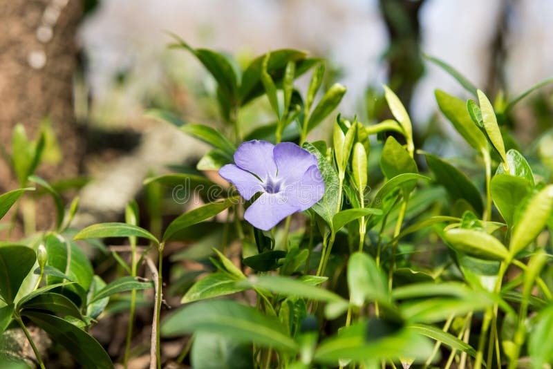 Periwinkle flower growing stock image. Image of periwinkle - 81450521
