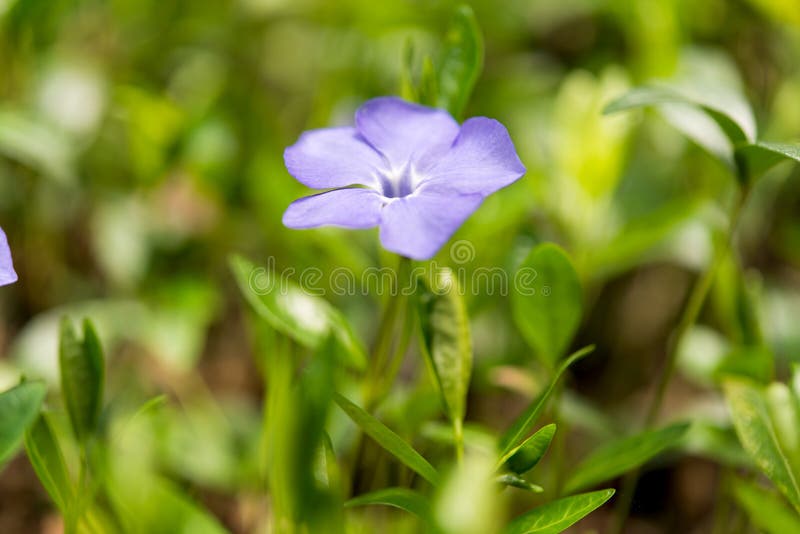 Periwinkle flower growing stock photo. Image of closeup - 81452802