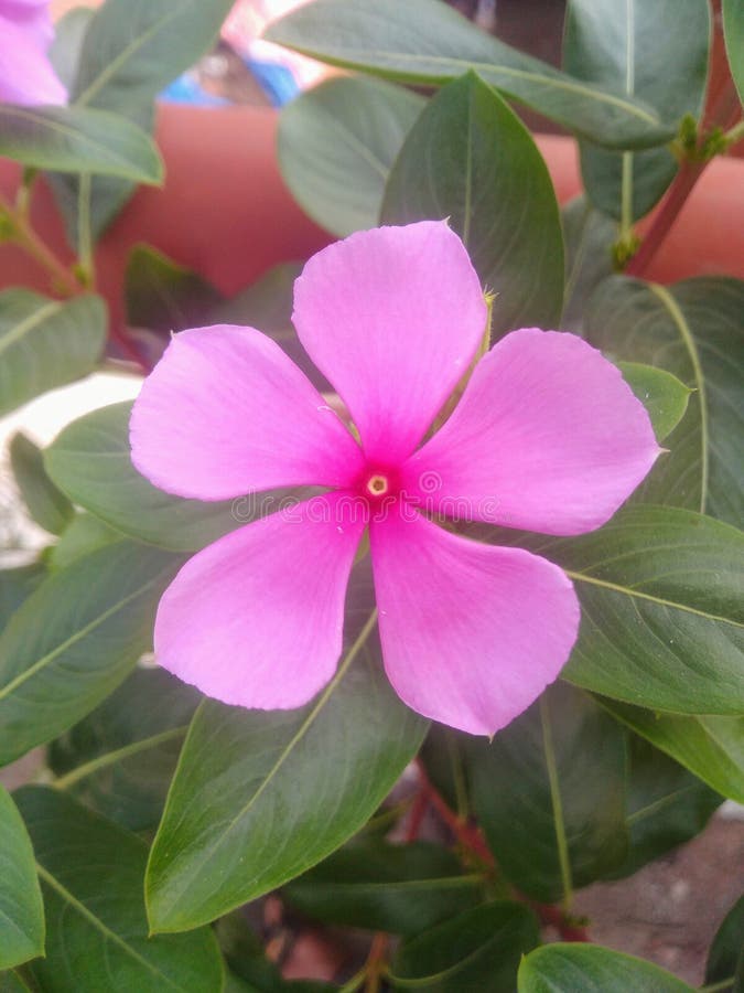 122 Periwinkle Fish Stock Photos - Free & Royalty-Free Stock Photos ...