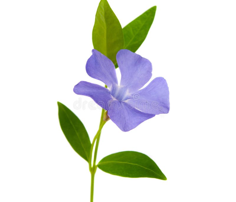 Periwinkle flower isolated stock image. Image of love - 25404077