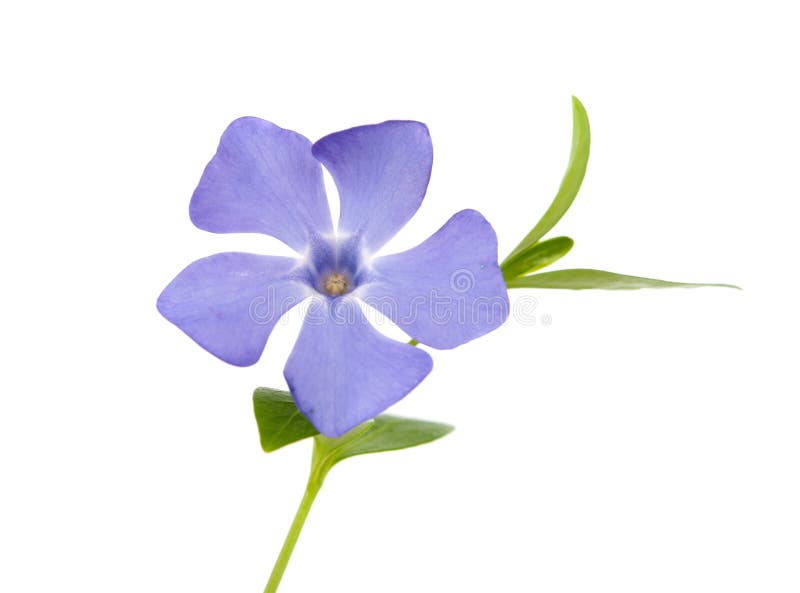 Small periwinkle isolated stock image. Image of summer - 14021567