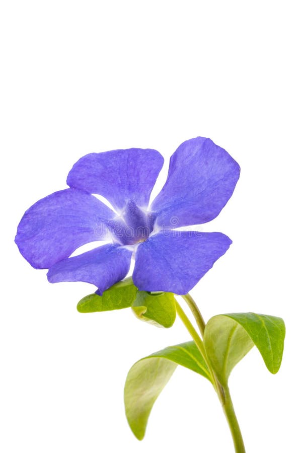 Periwinkle flower isolated stock image. Image of background - 274626027