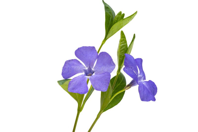 Periwinkle flower isolated stock image. Image of violet - 275947143