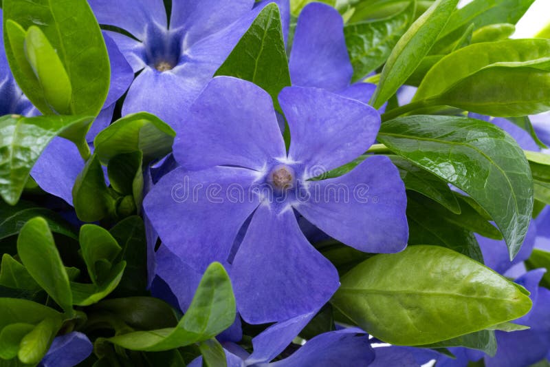 Periwinkle flower isolated stock photo. Image of flower - 275947154