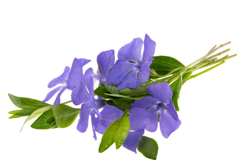 Periwinkle flower isolated stock photo. Image of closeup - 275947170