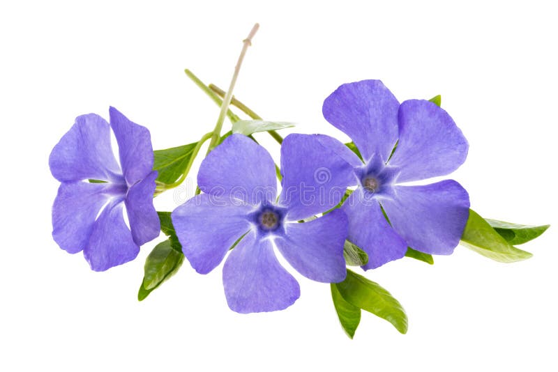 Periwinkle flower isolated stock image. Image of herb - 275947175
