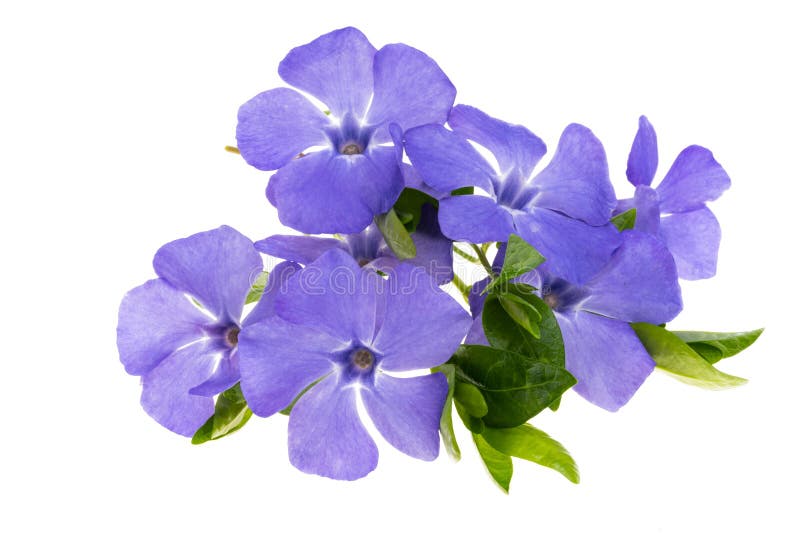 Periwinkle flower isolated stock image. Image of herbal - 275947179