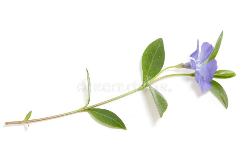 218 Periwinkle Flower Border Stock Photos - Free & Royalty-Free Stock ...