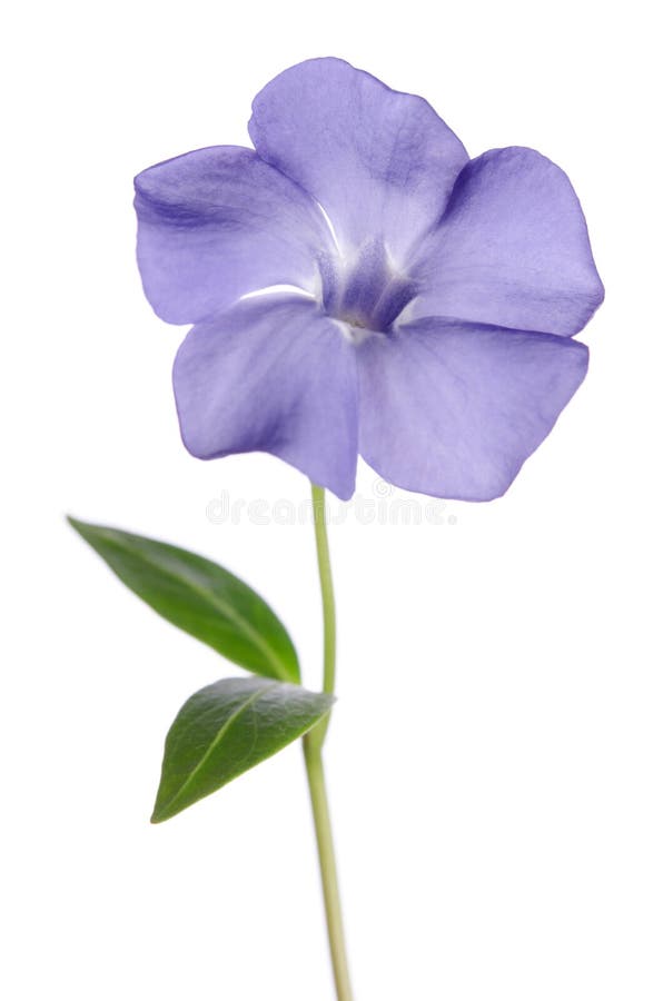 3,329 Periwinkle Flower White Background Photos - Free & Royalty-Free ...