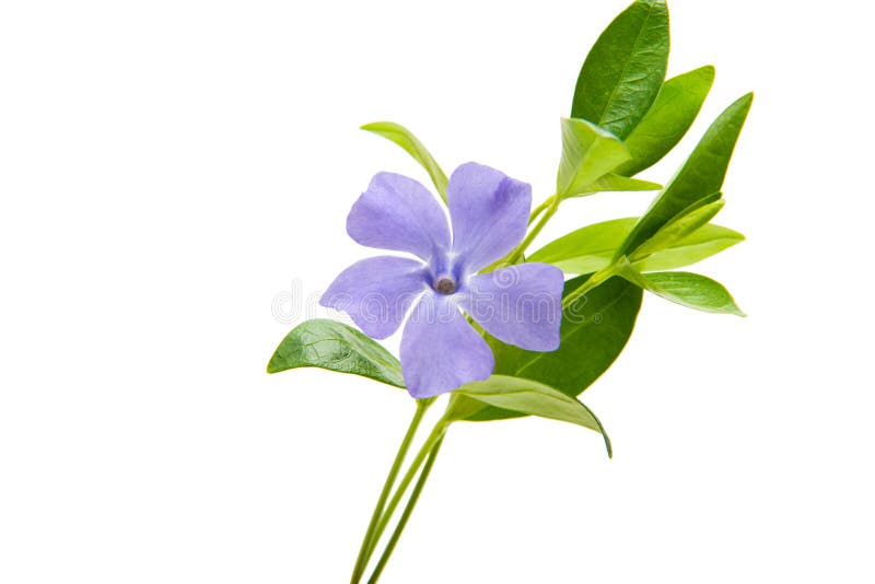Periwinkle Flower with Leaves Stock Photo - Image of isolated ...