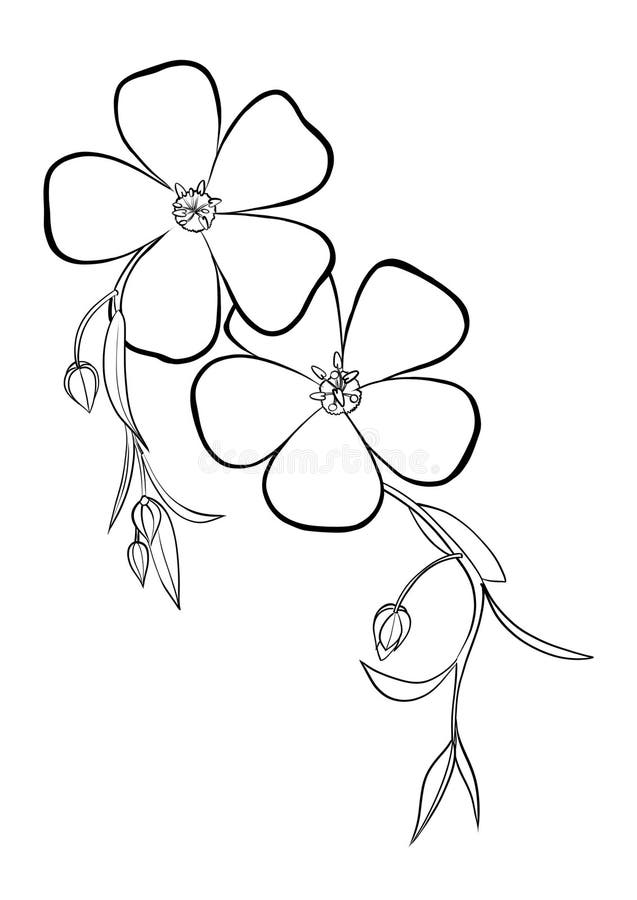 Periwinkle Flower Line Draw Idolated Stock Illustration - Illustration ...