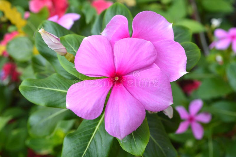 Periwinkle flower stock photo. Image of daisy, colorful - 70857454