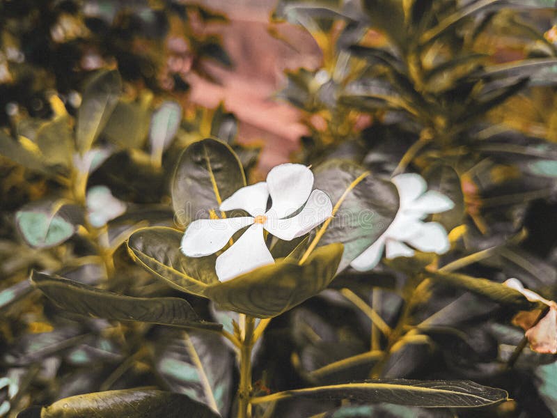 A Periwinkle Flower in Tree Stock Image - Image of yellow, autumn ...