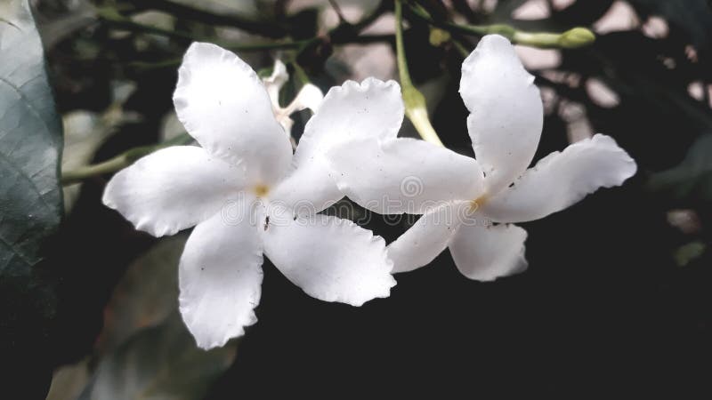 Periwinkle flower tree stock image. Image of plant, forest - 186019661