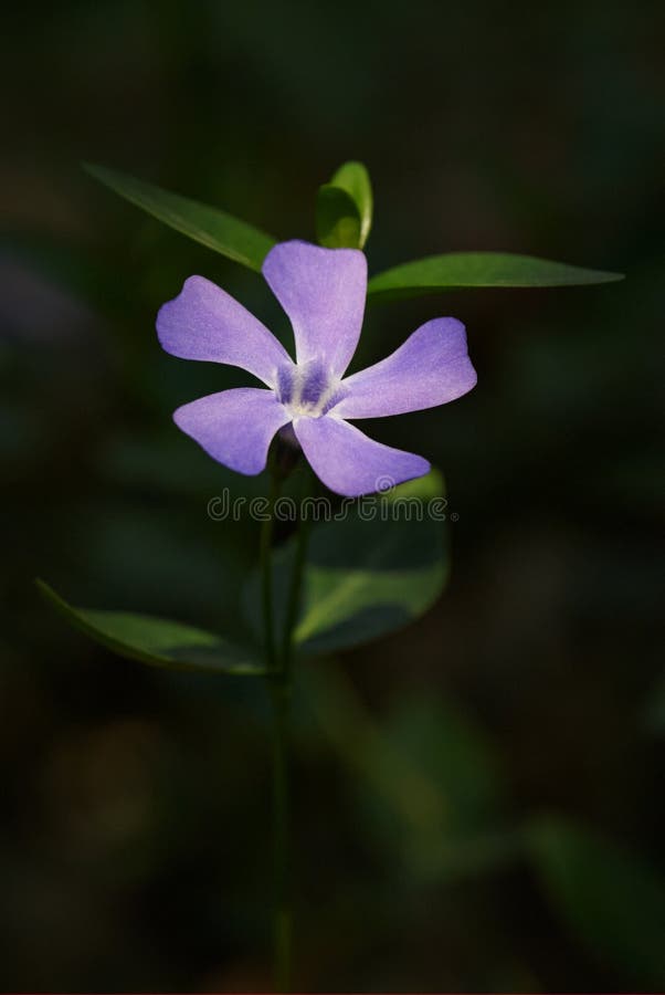 Periwinkle flower stock image. Image of leaves, macro - 40108243
