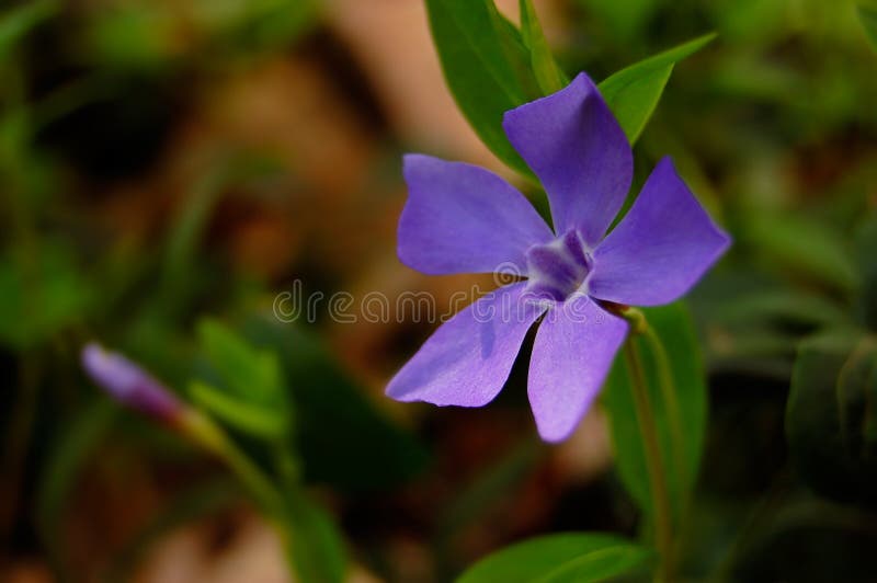 Periwinkle flowers stock image. Image of wood, plant - 13761281