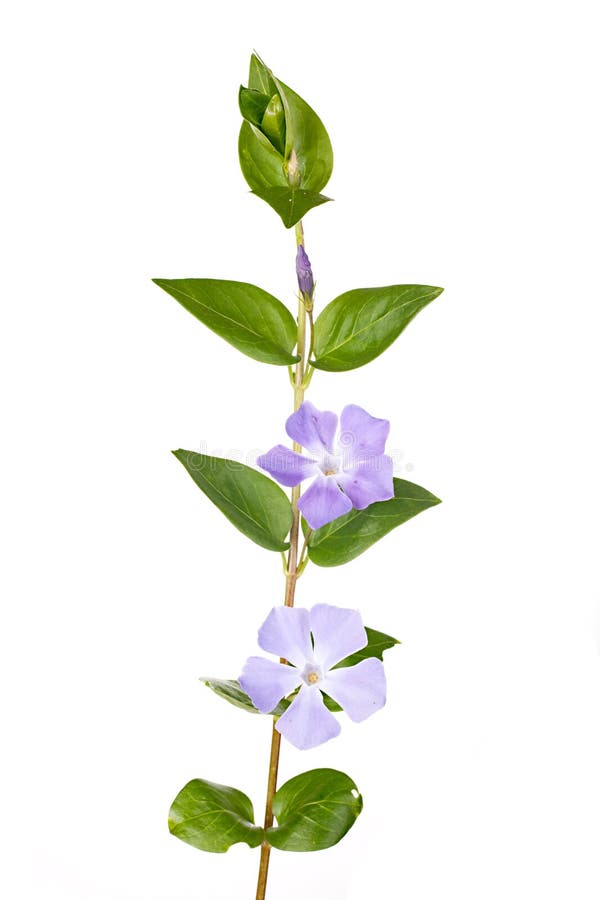 Periwinkle flowers stock photo. Image of beauty, floral - 8578626