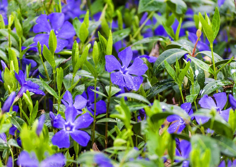 Periwinkle Flowers in the Garden Stock Image - Image of bloom, plant ...