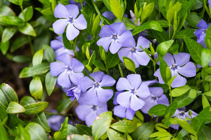 Periwinkle flowers growing stock photo. Image of garden - 217816308