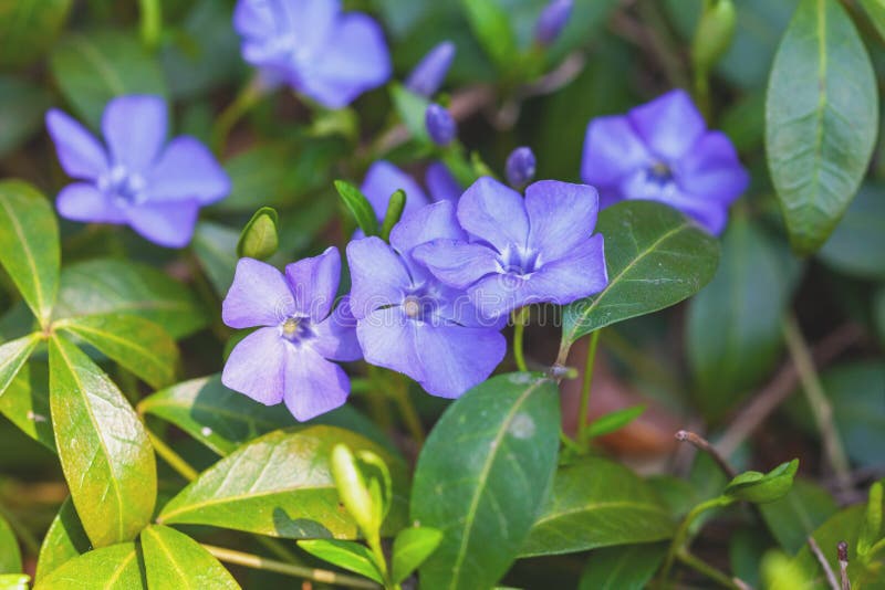Periwinkle flowers lawn stock image. Image of bright - 243172469
