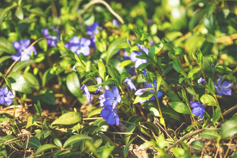 Periwinkle flowers lawn stock photo. Image of background - 243172510