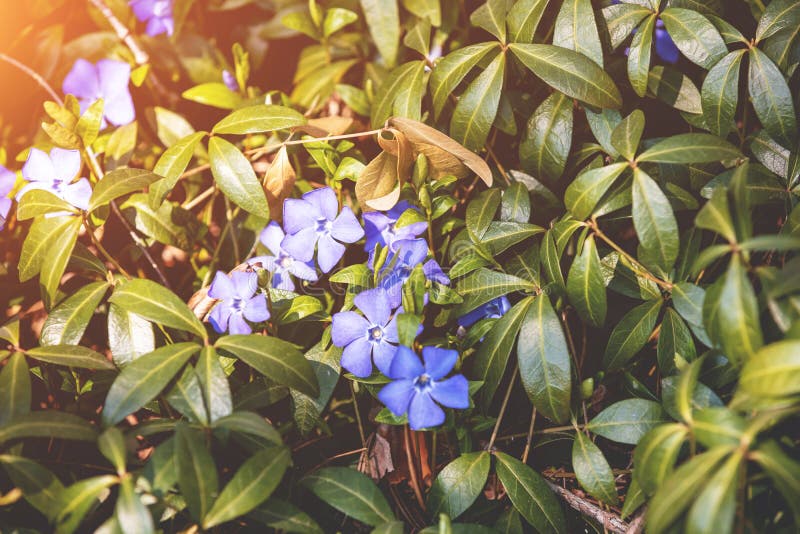 Periwinkle flowers lawn stock image. Image of leaf, grunge - 243172511