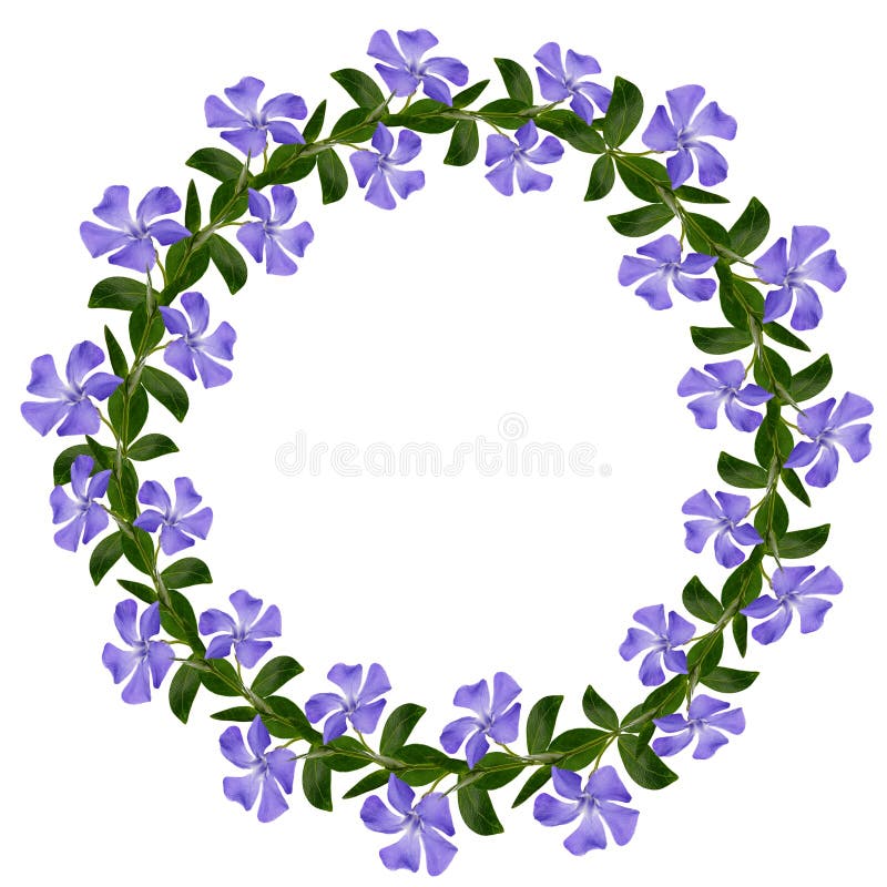 Periwinkle Flowers Line in a Corner Stock Image - Image of ...