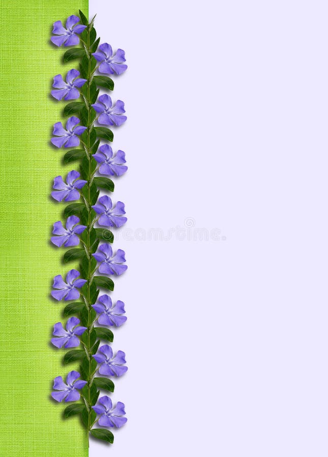 Periwinkle flowers line stock illustration. Illustration of cheerful ...