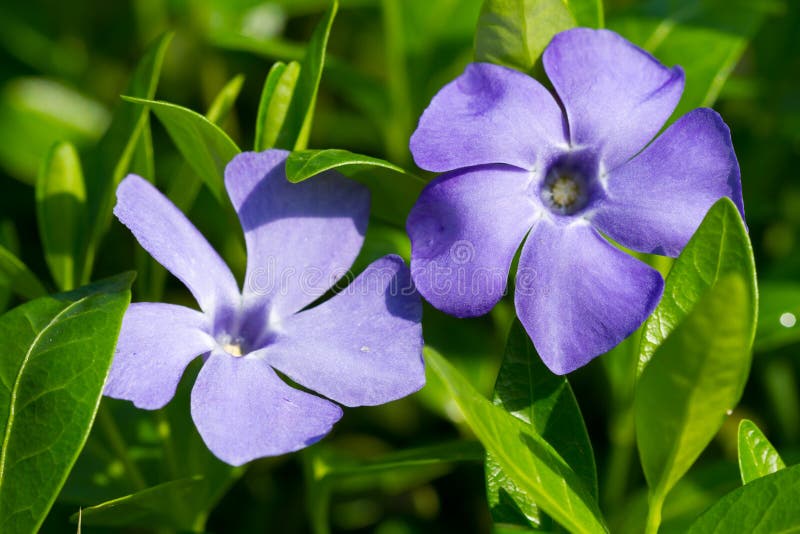 Periwinkle flowers stock image. Image of closeup, growth - 40043965