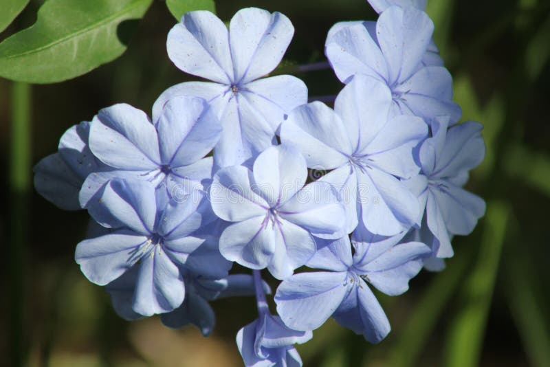 Periwinkle flowers stock photo. Image of garden, petal - 59102582