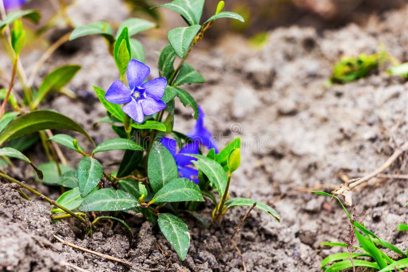 Periwinkle with Green Leaves on a Flowerbed. Spring Flowers_ Stock ...