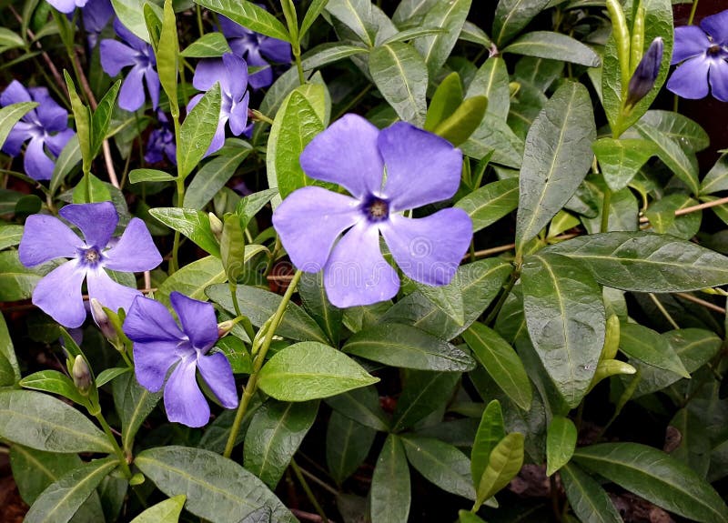 Periwinkle. Groundcover Plants. Blue Spring Flowers Stock Image - Image ...