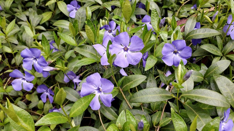 Periwinkle. Groundcover Plants. Blue Spring Flowers Stock Photo - Image ...