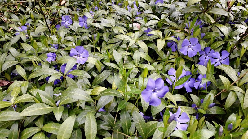 Periwinkle. Groundcover Plants. Blue Spring Flowers Stock Photo - Image ...