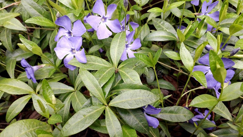 Periwinkle. Groundcover Plants. Blue Spring Flowers Stock Photo - Image ...