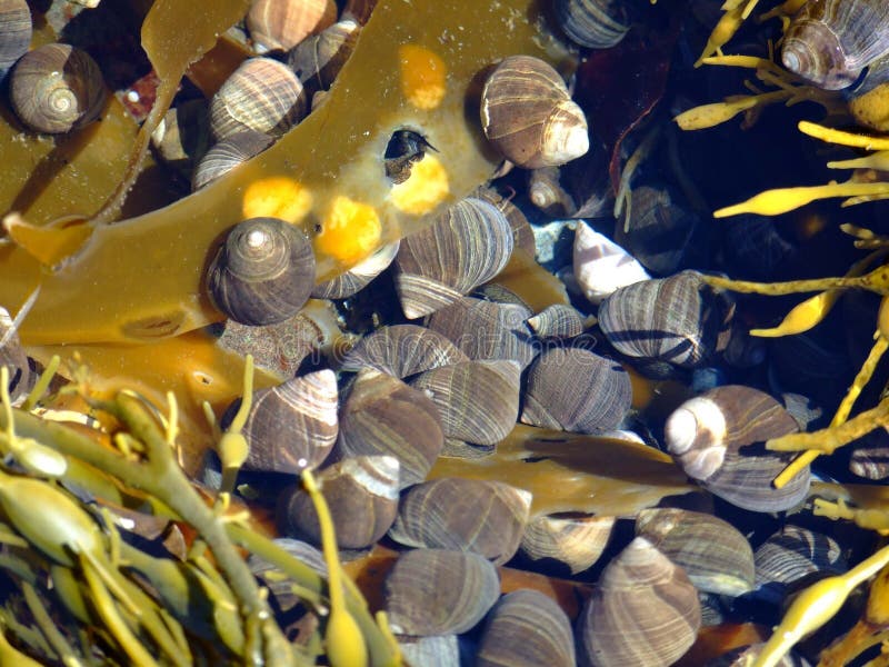 Periwinkle stock photo. Image of creature, shape, empty - 13389454