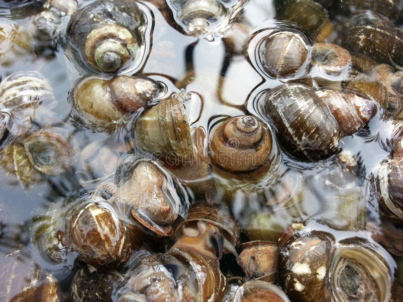 114 Periwinkle Shells Stock Photos - Free & Royalty-Free Stock Photos ...