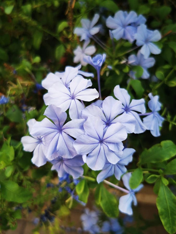 Periwinkle is My Favorite Color Stock Photo - Image of periwinkle ...