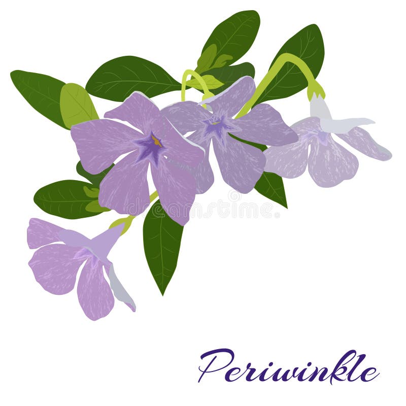 Periwinkle Stock Illustrations – 1,219 Periwinkle Stock Illustrations ...