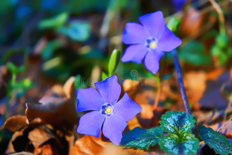 Periwinkle with Purple Blue Flowers and Blurred Image Background. Vinca ...