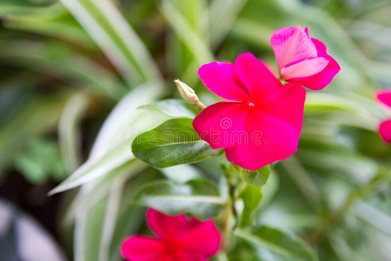 Periwinkle stock photo. Image of bright, flowers, beauty - 130170284