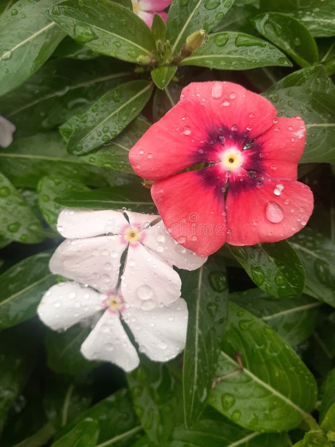 Periwinkle of Red and White Stock Image - Image of ornamental, beauty ...