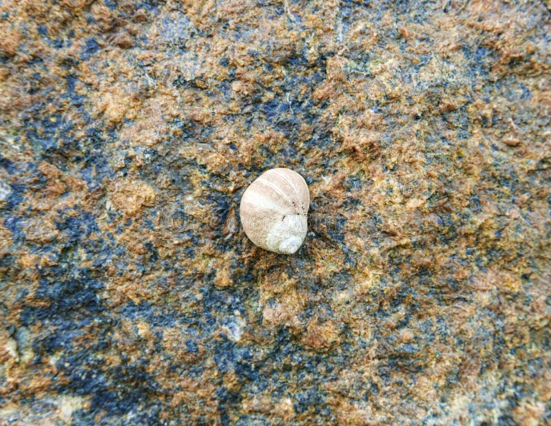 278 Periwinkle Shell Stock Photos - Free & Royalty-Free Stock Photos ...