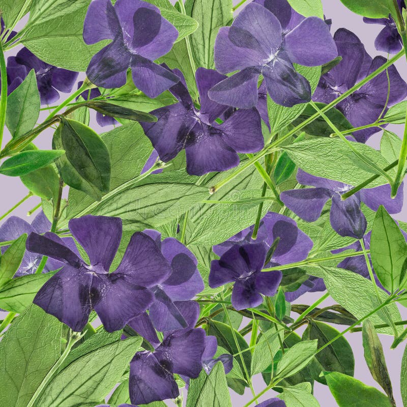 Periwinkle. Seamless Pattern Texture of Pressed Dry Flowers. Stock ...