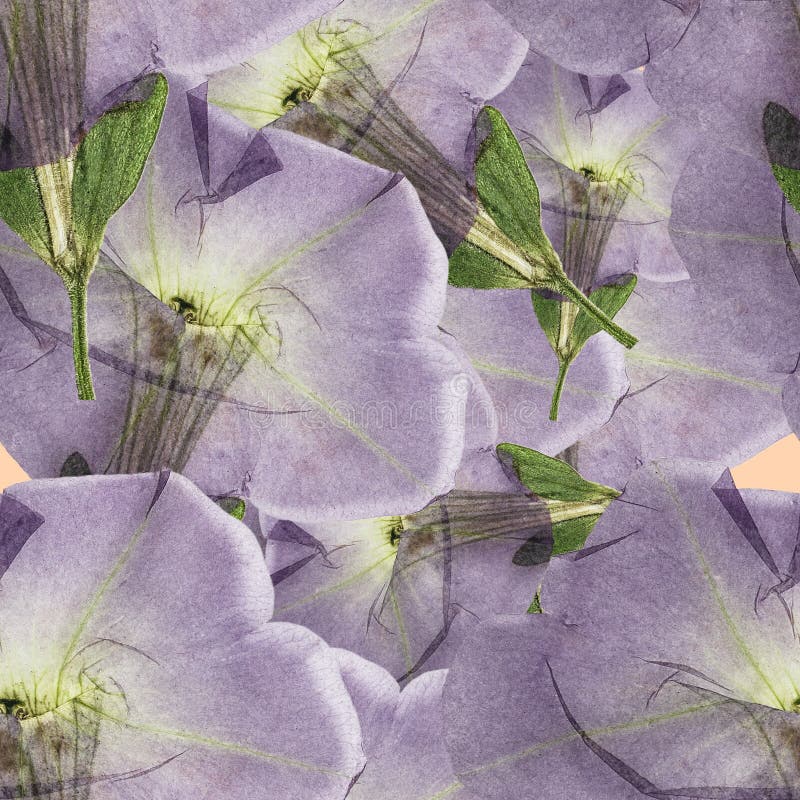 Periwinkle. Seamless Pattern Texture of Pressed Dry Flowers. Stock ...